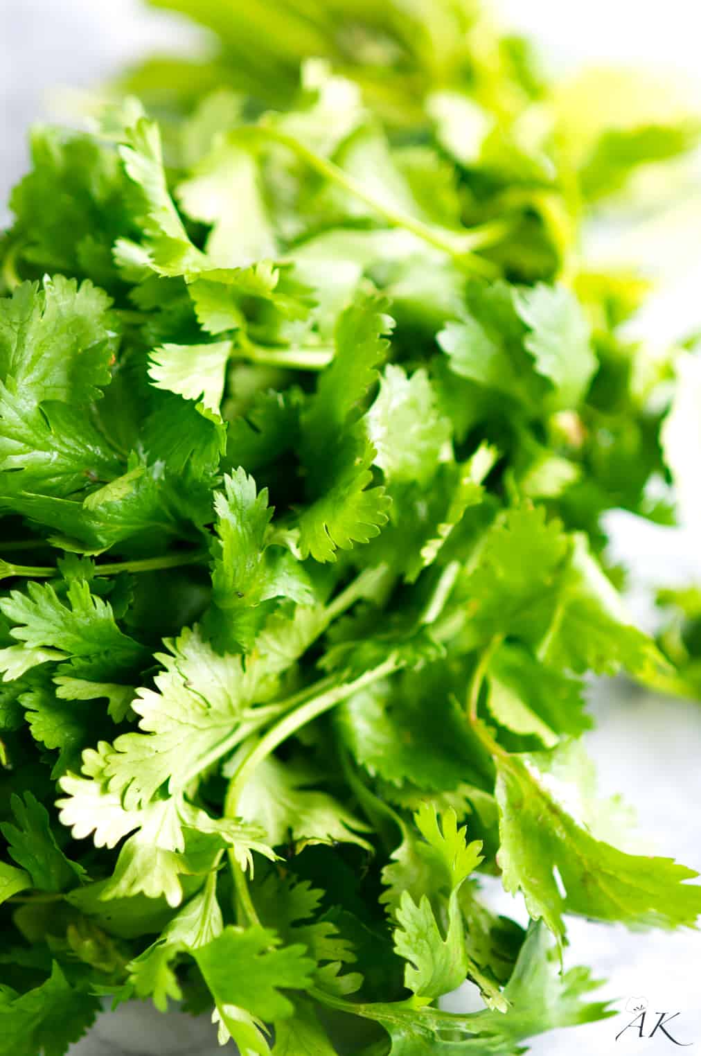 Fresh Cilantro - Aberdeen's Kitchen